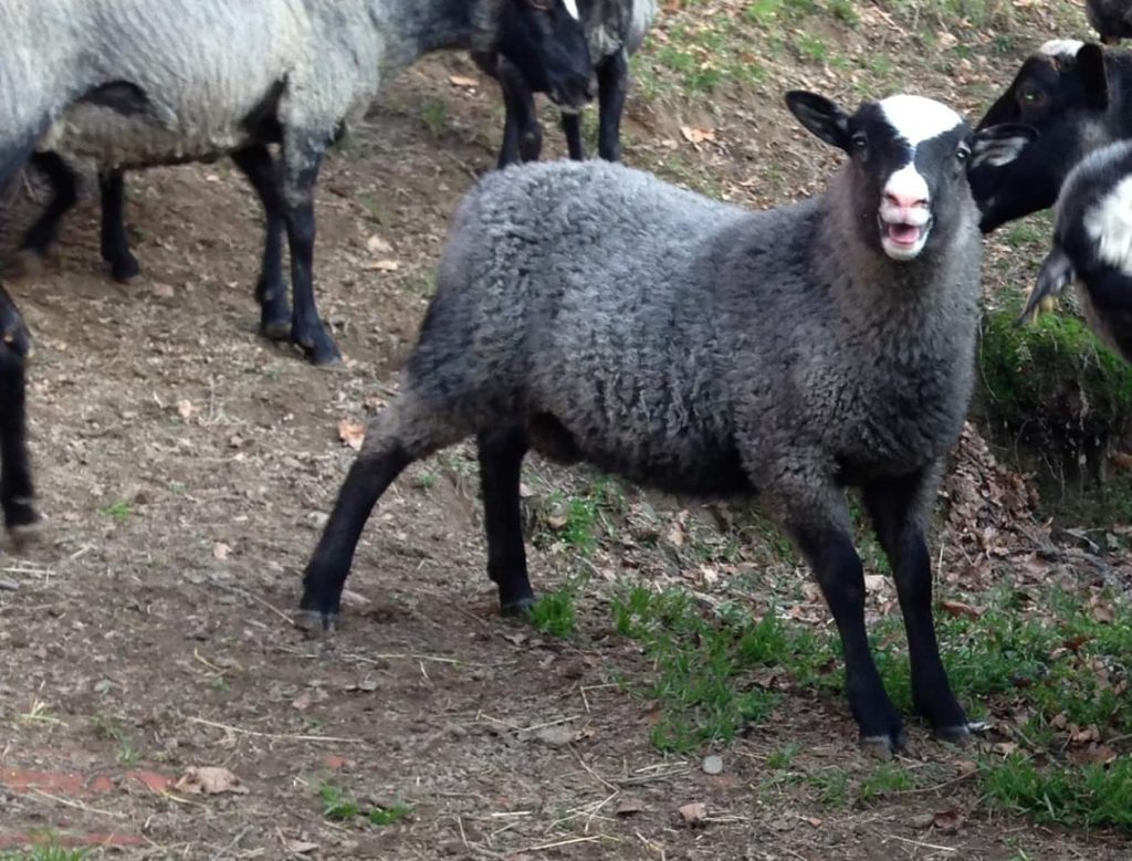 Romanovska ovca - Savjetuje