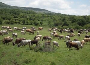 Buša- Autohtona rasa goveda - Savjetuje