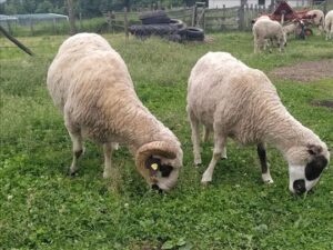 Sjenička pramenka - Savjetuje