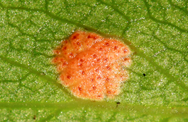 Crvena pjegavost lista - šljive Polystigma rubrum - Savjetuje