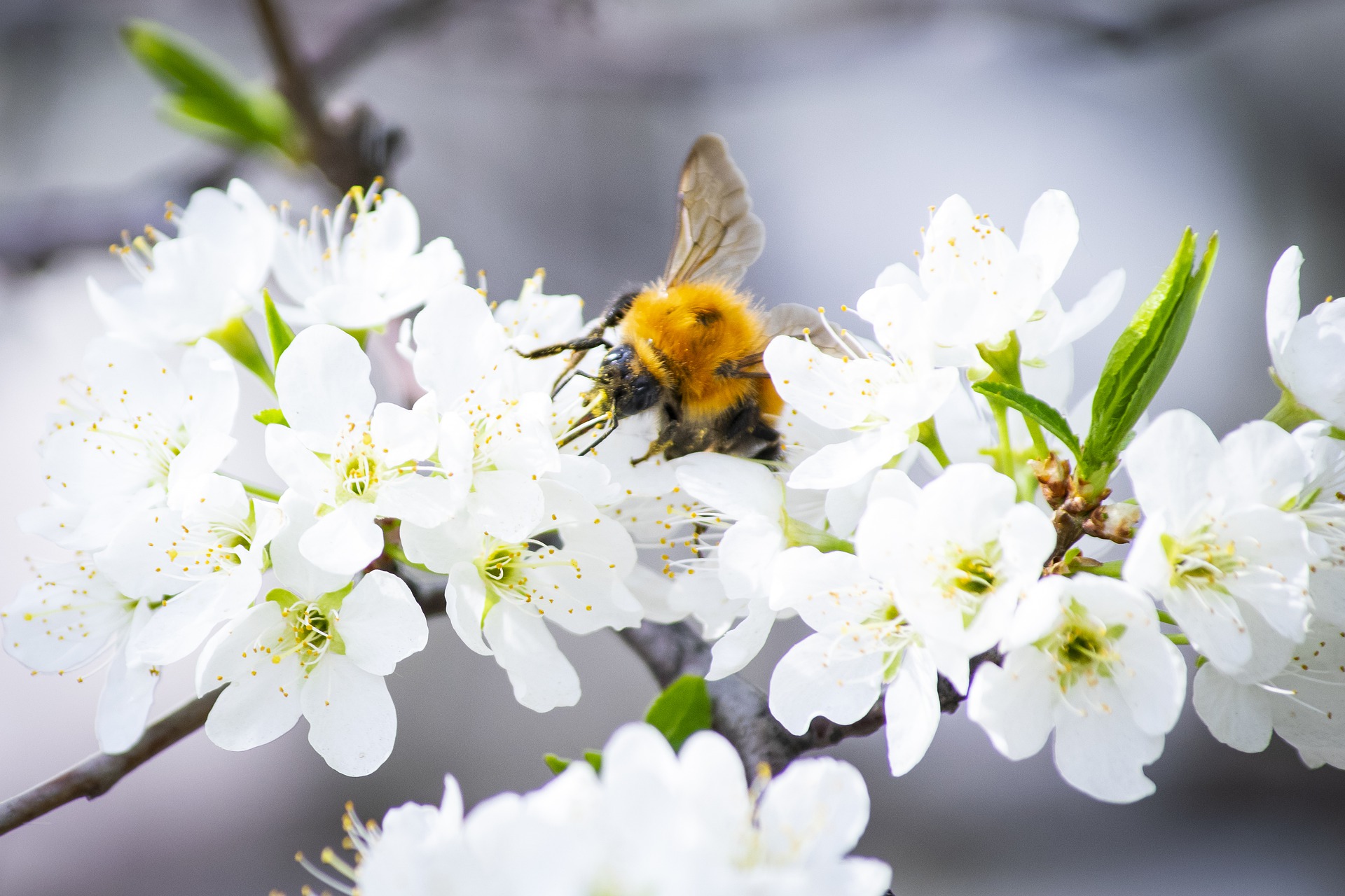 Bumbari kao oprašivači – mogućnost primjene u poljoprivredi - Savjetuje