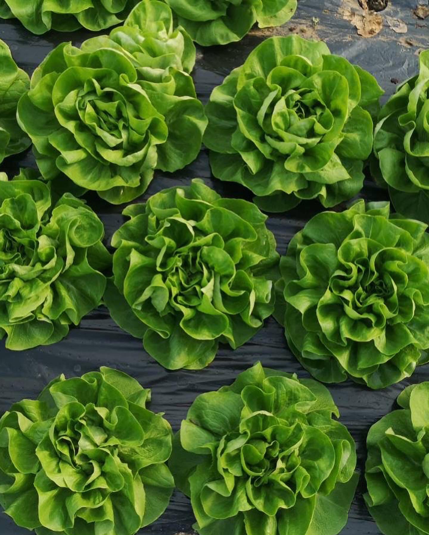 Sadnja zelene salate u plasteniku - Savjetuje