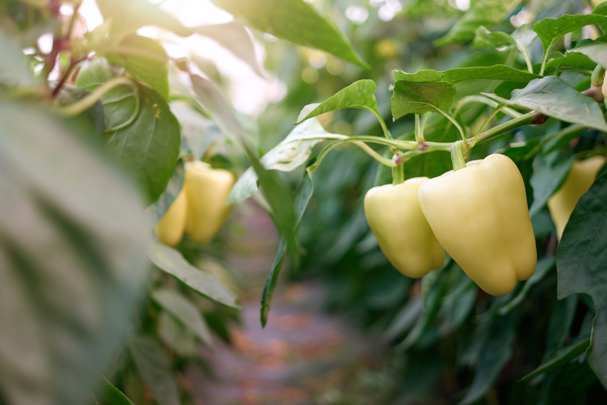 Sadnja paprike na otvorenom - Savjetuje