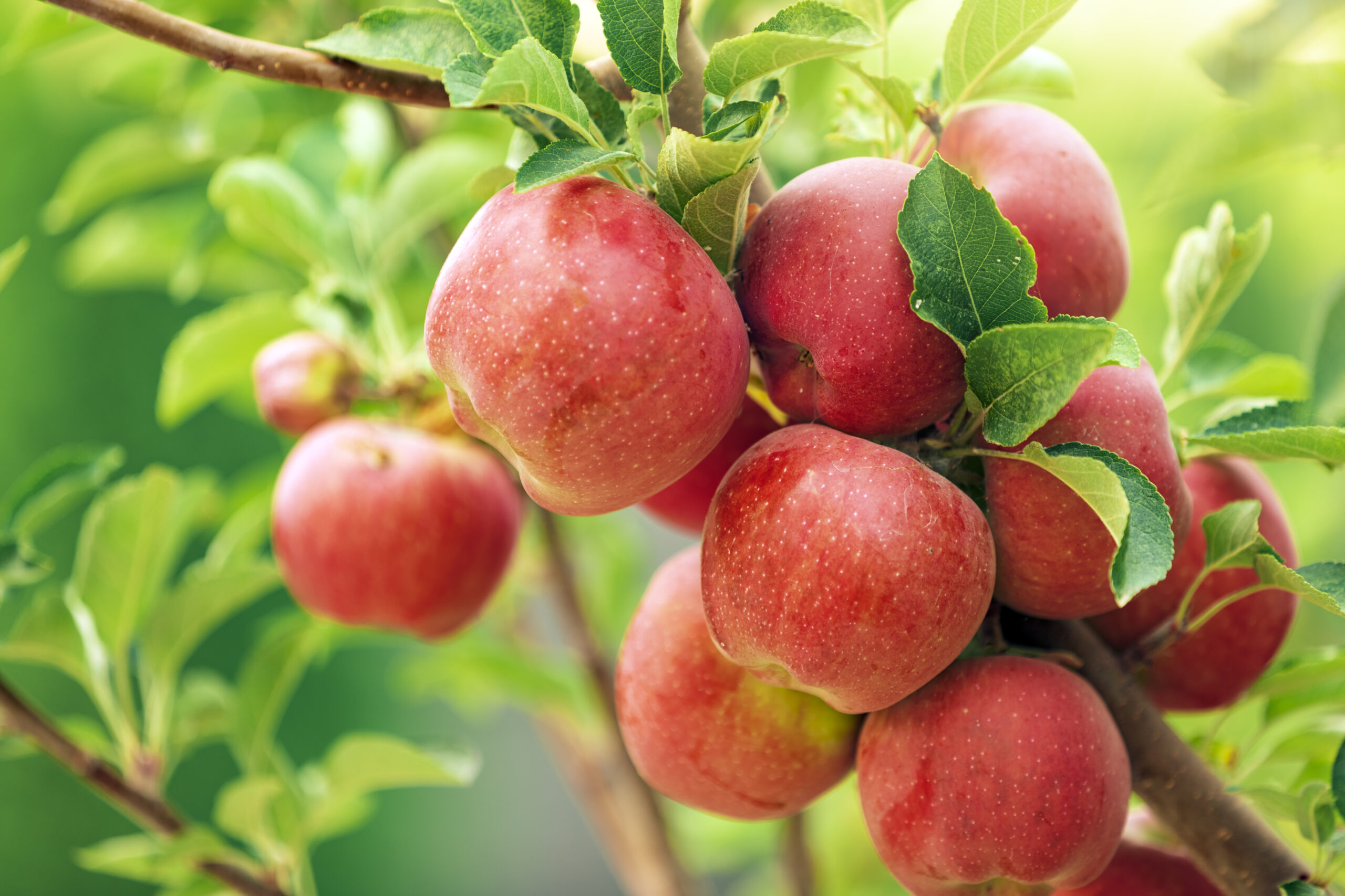 Priprema jabuke za jesen - Savjetuje