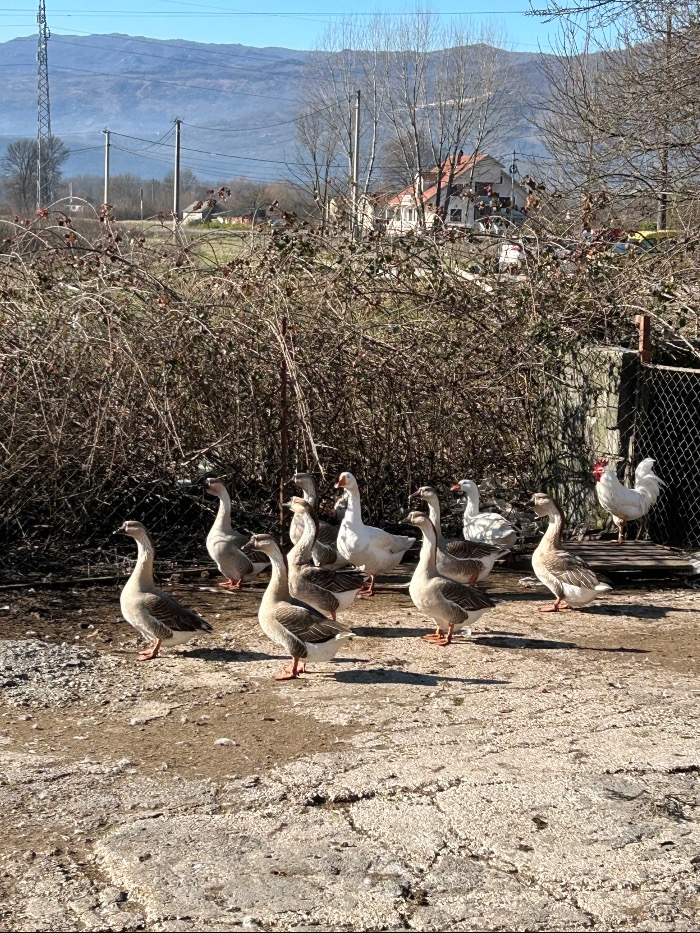 Prodajem guske i patke