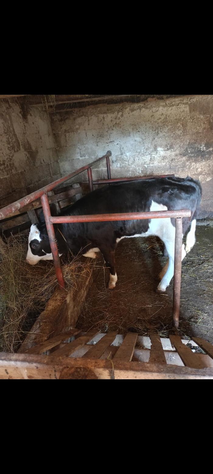 Prodajem kravu i junicu