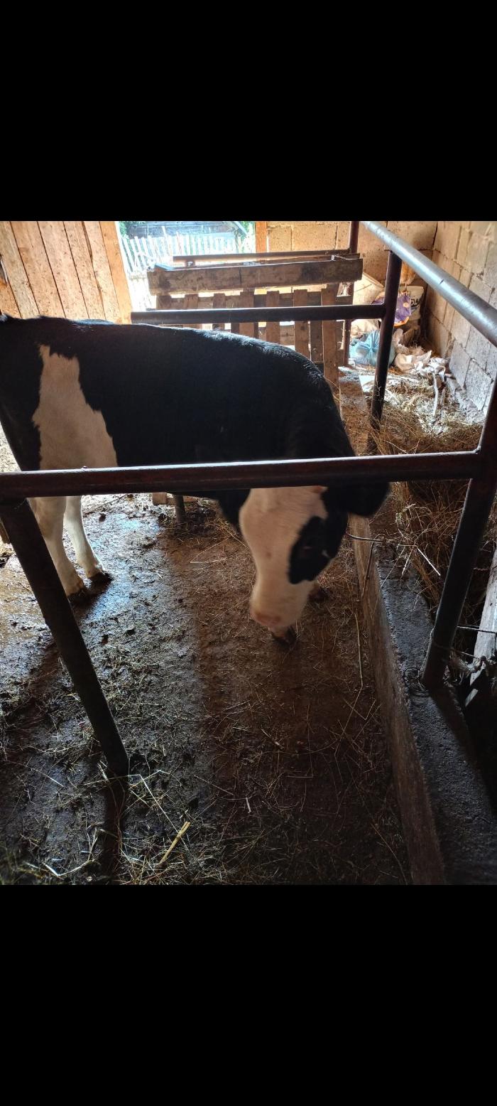 Prodajem kravu i junicu