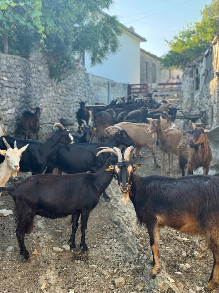 Prodajemo koze i jarice