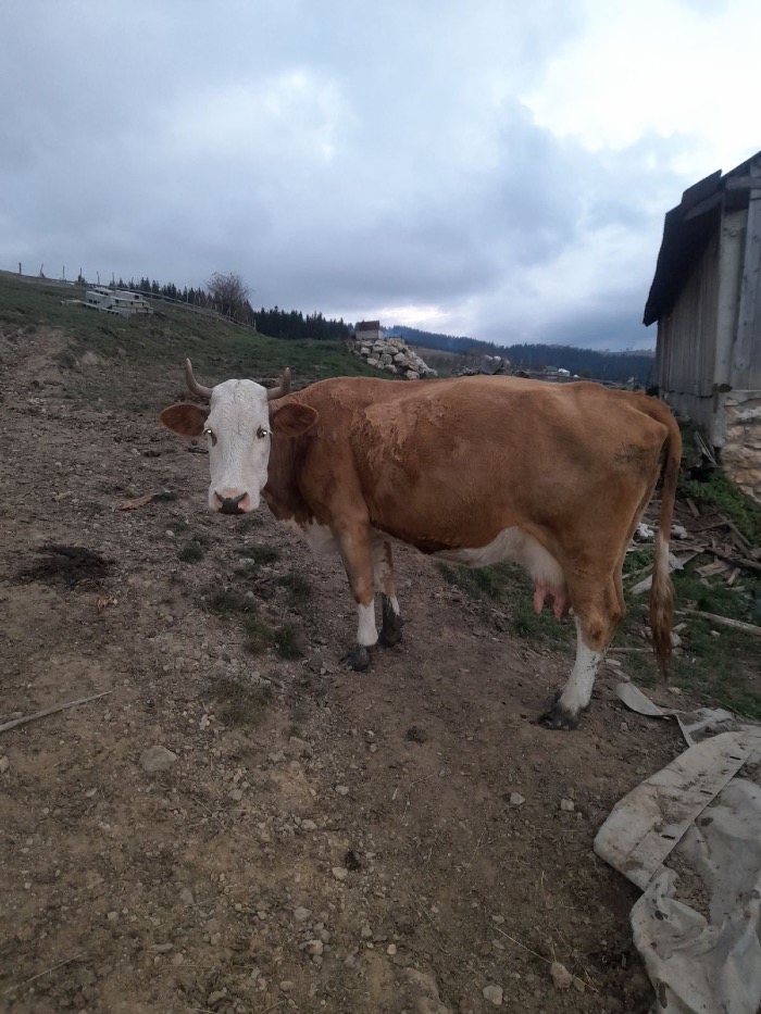 Prodajem kravu i tele