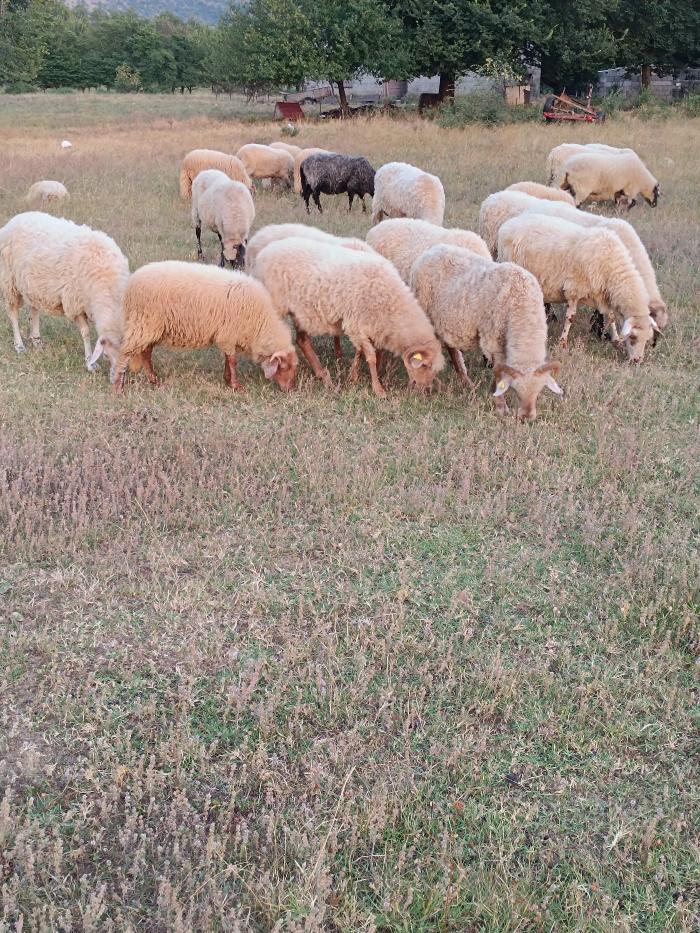 Prodajem ovce i jagnjad