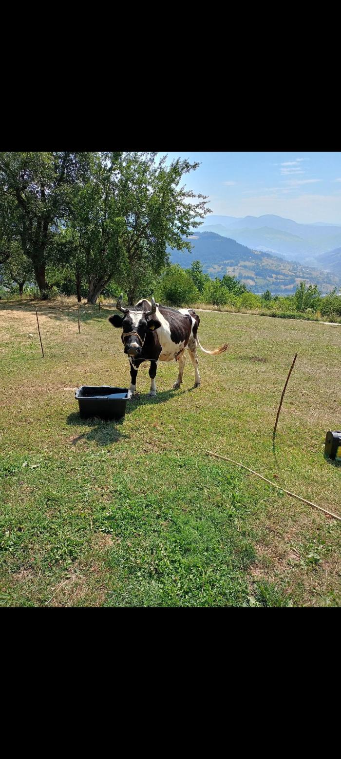 Prodajem kravu i junicu