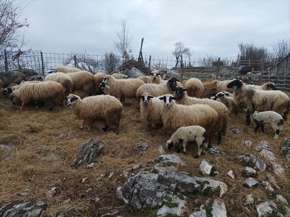 Prodajem ovce sa jagnjadima