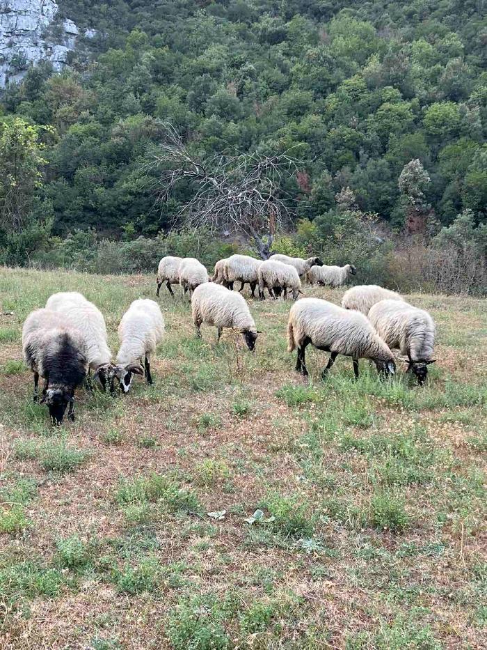 Prodajem stado ovaca