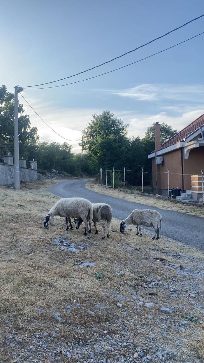 Prodajem ovce i jagnje