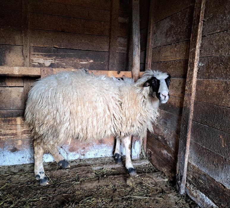 Seljak.me - prvo crnogorsko digitalno selo