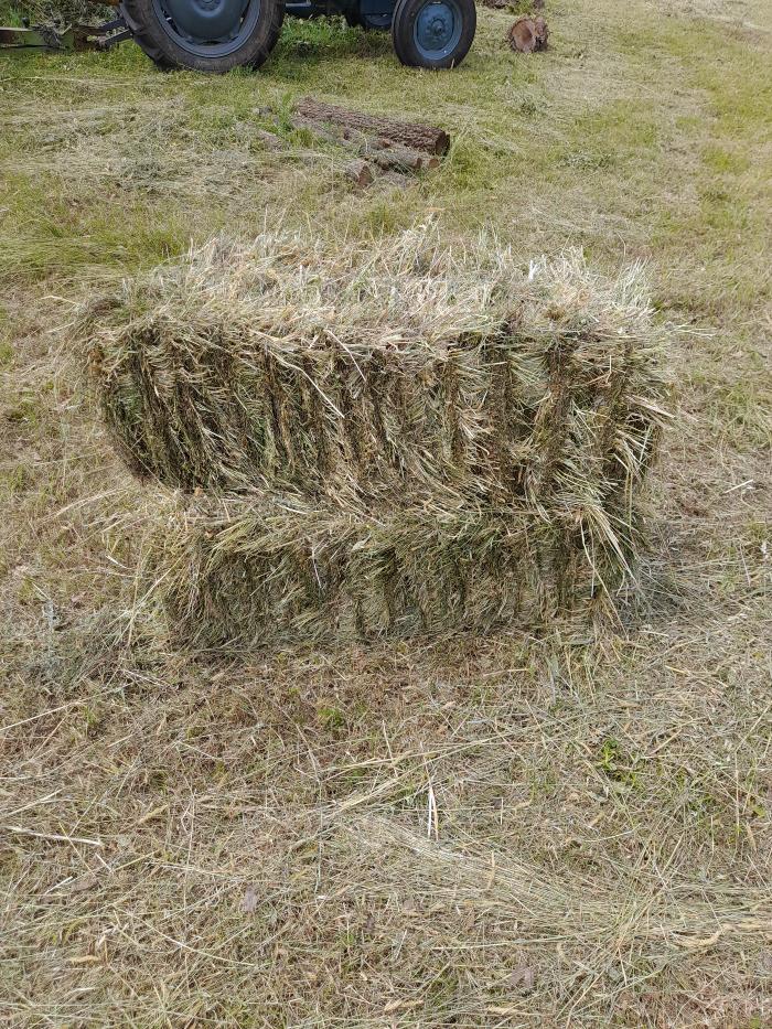 Prodajem balirano sijeno