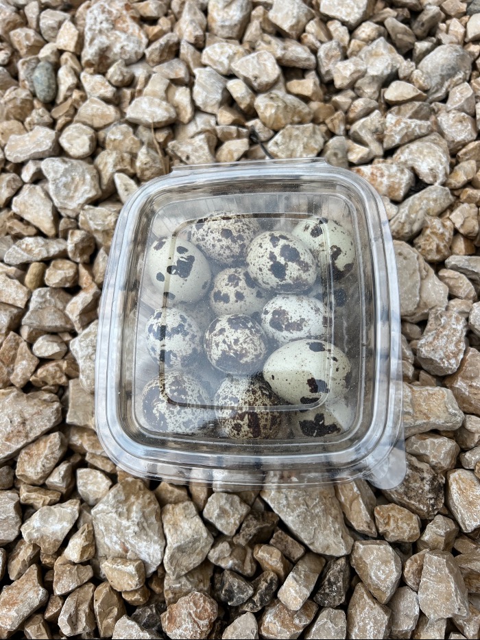 Prodajem jaja od prepelica