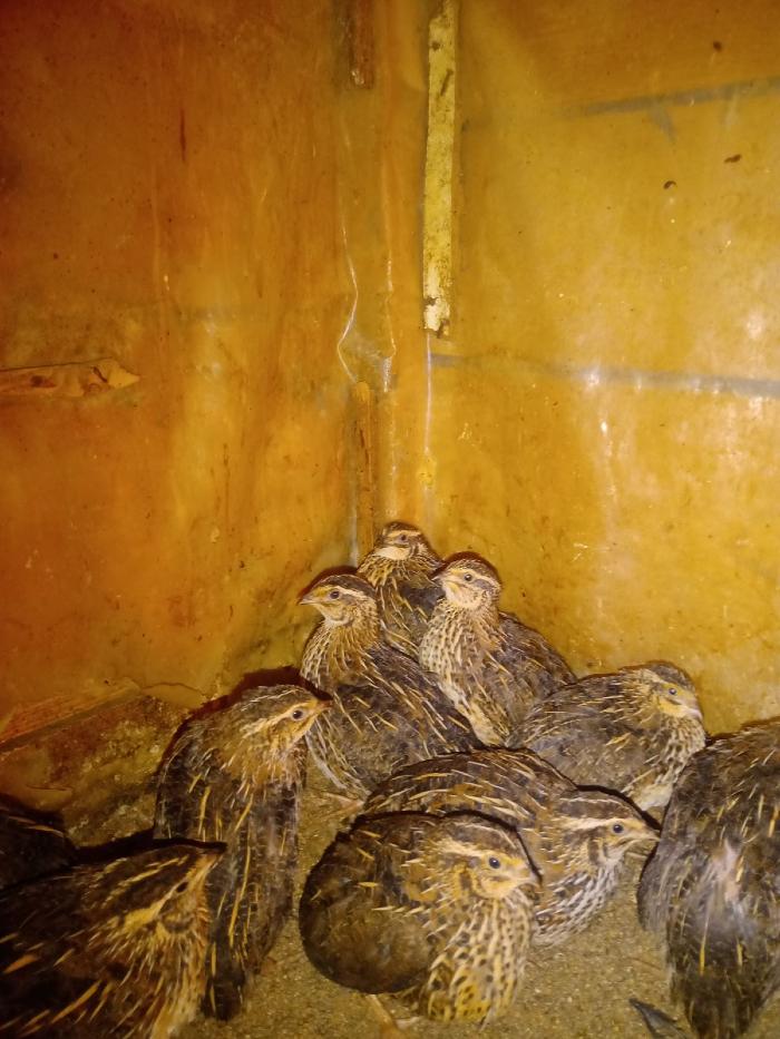 Prodajem kokoške i prepelice