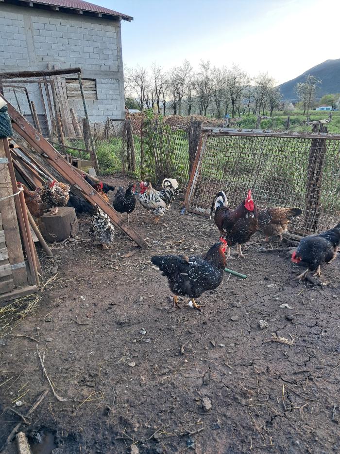 Prodajem jaja za nasad