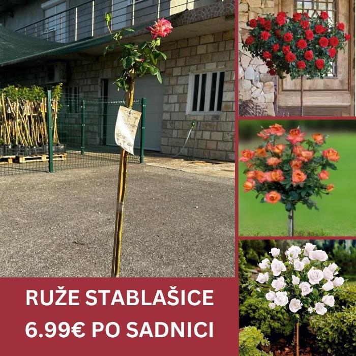 Prodajem razne sadnice