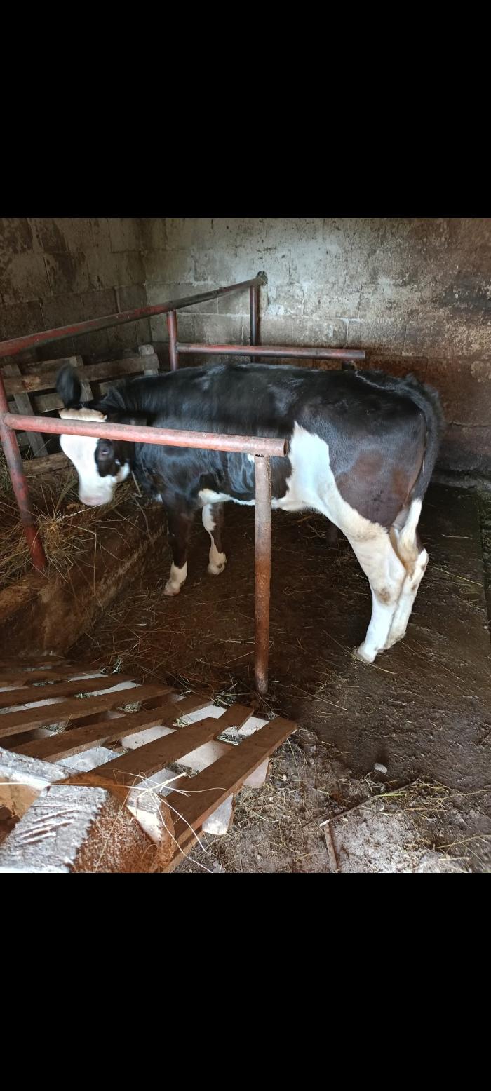 Prodajem kravu i junicu